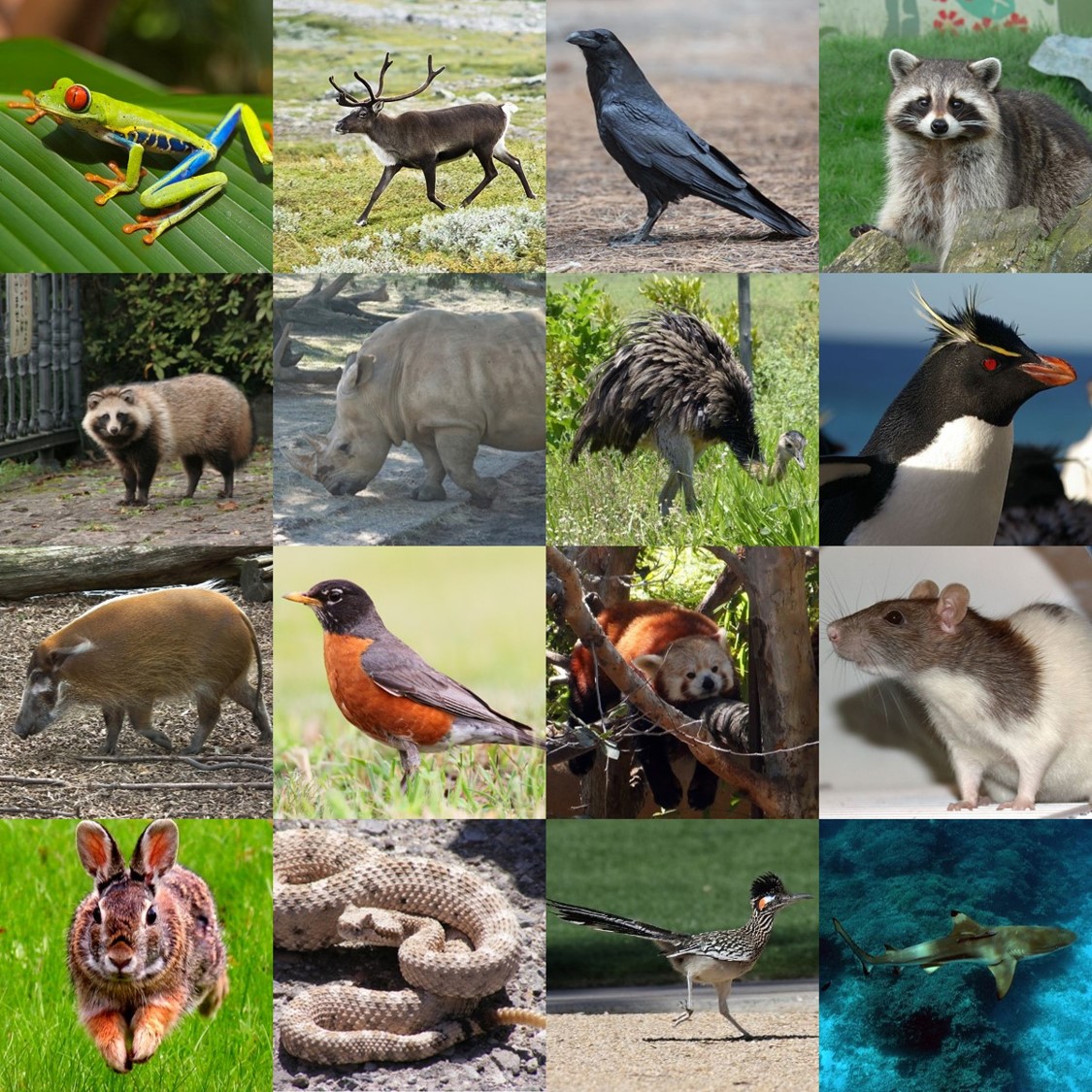 R Animals – Tuskergirl's Blog